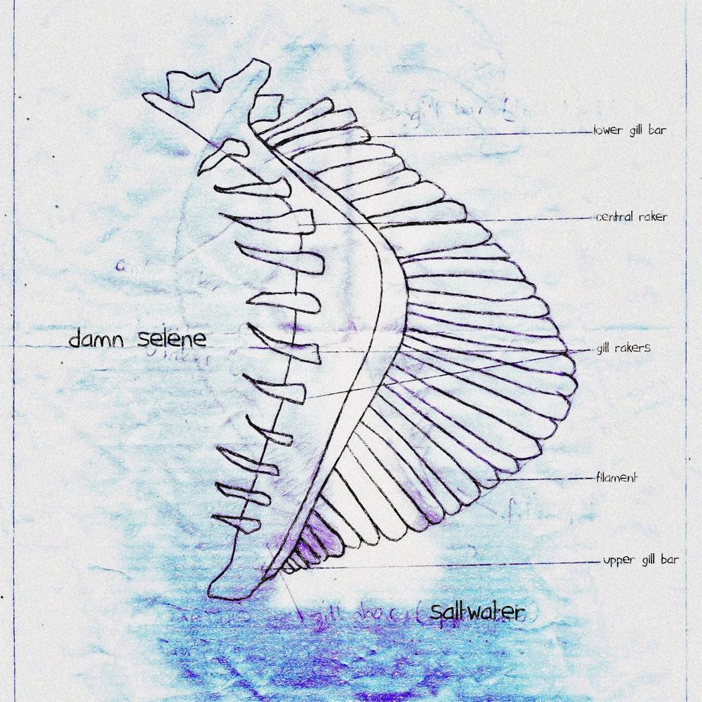 Fish Gills Drawing