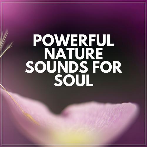 Calm Nature Recordings, Pt. 28 Official TikTok Music - Soft Soundscapes ...