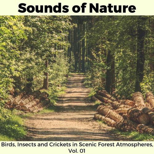 Northern Mockingbird Songs to Relieve Stress Official TikTok Music ...