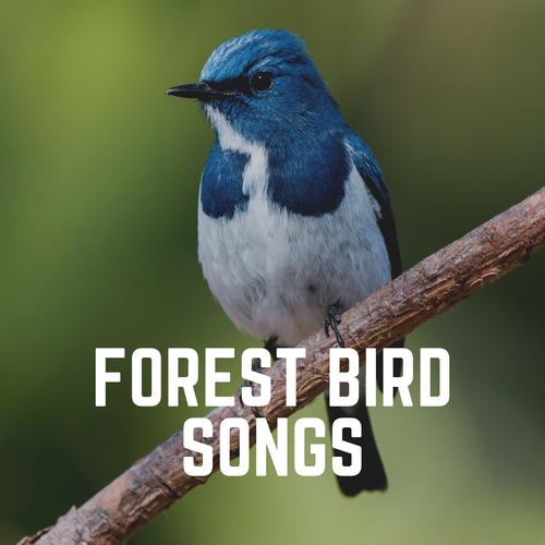 Land of Birds Official TikTok Music - Bird Sounds - Listening To Music ...