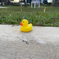 Qu Duck Sauce | TikTok Music Search